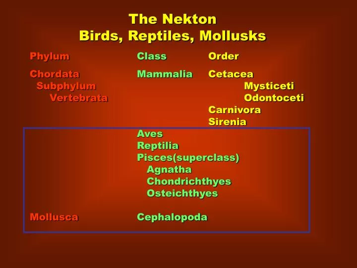 PPT - Phylum Class Order PowerPoint Presentation, free download - ID ...