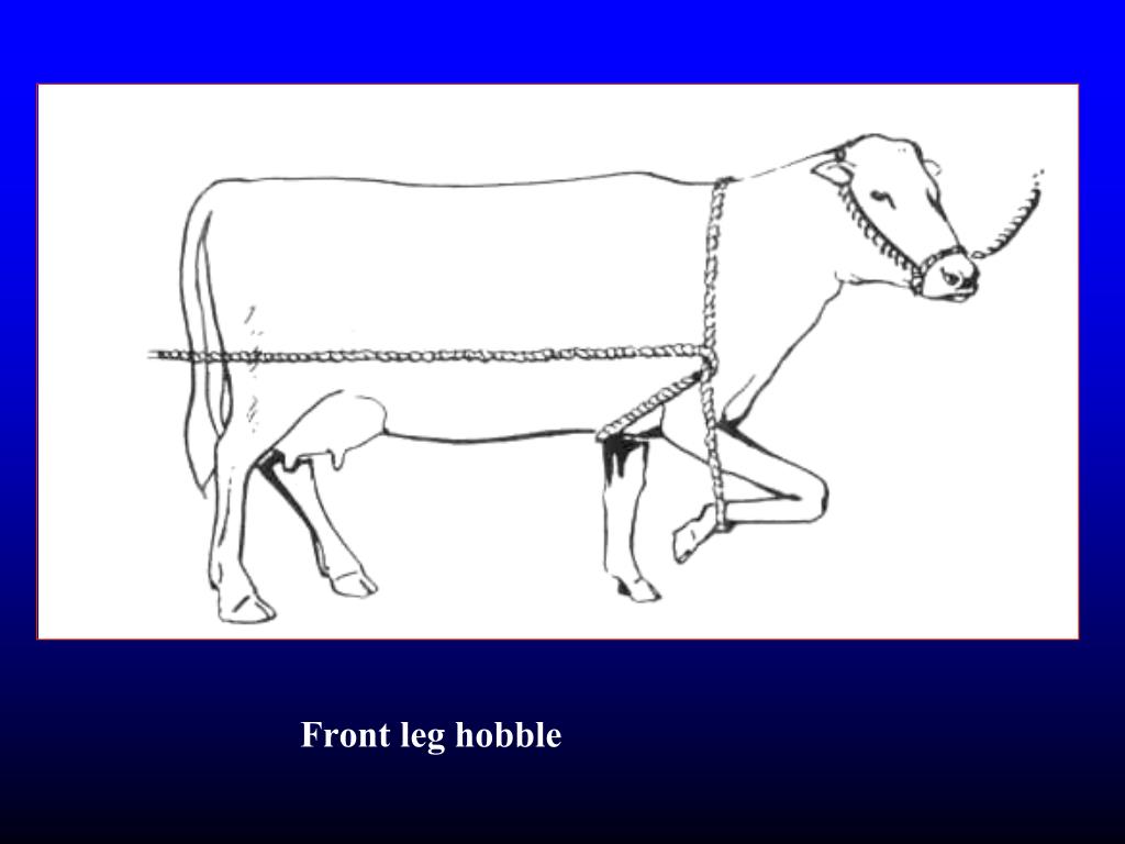 PPT - Principles in Bovine surgery PowerPoint Presentation, free ...