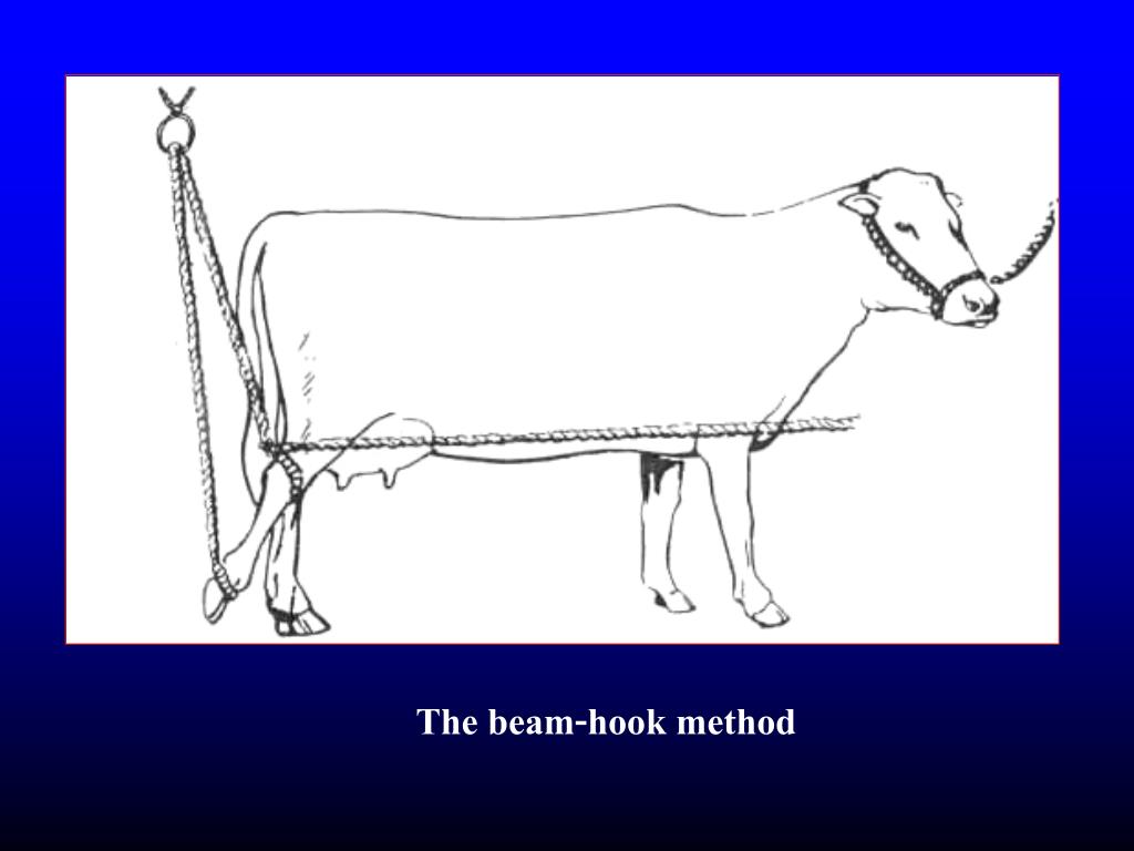 PPT - Principles in Bovine surgery PowerPoint Presentation, free ...