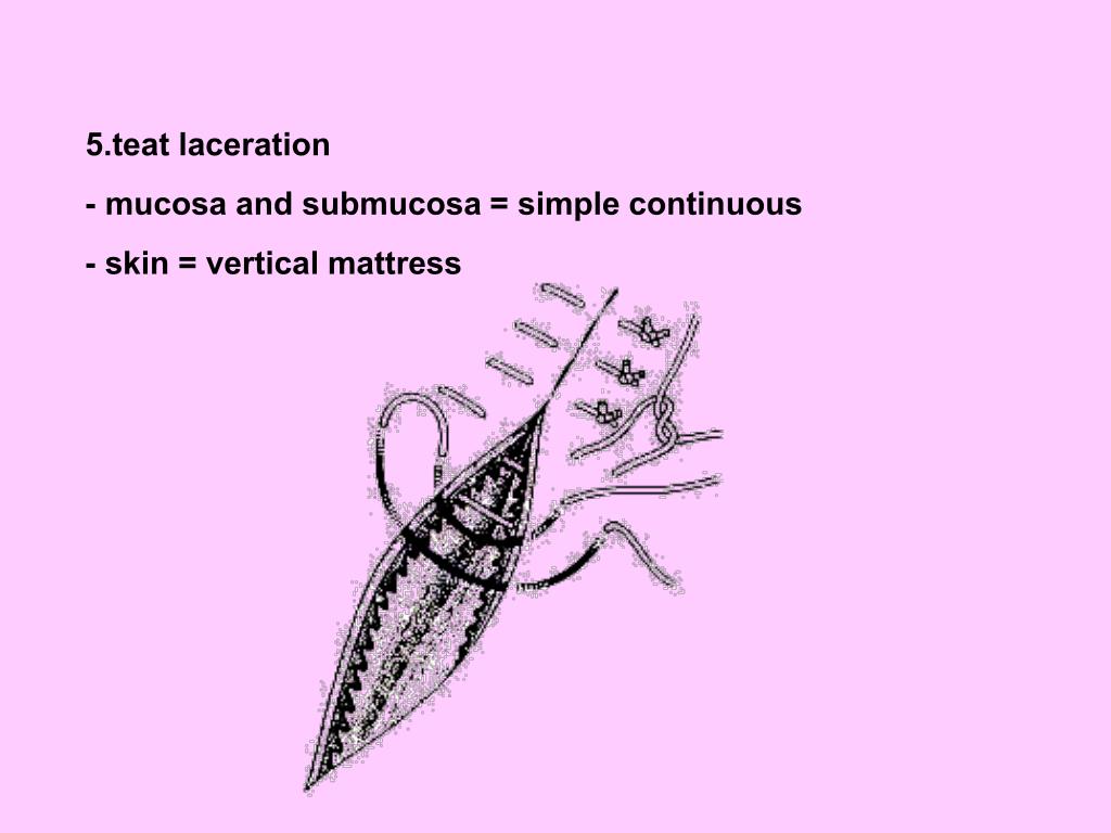 PPT - Principles in Bovine surgery PowerPoint Presentation, free ...