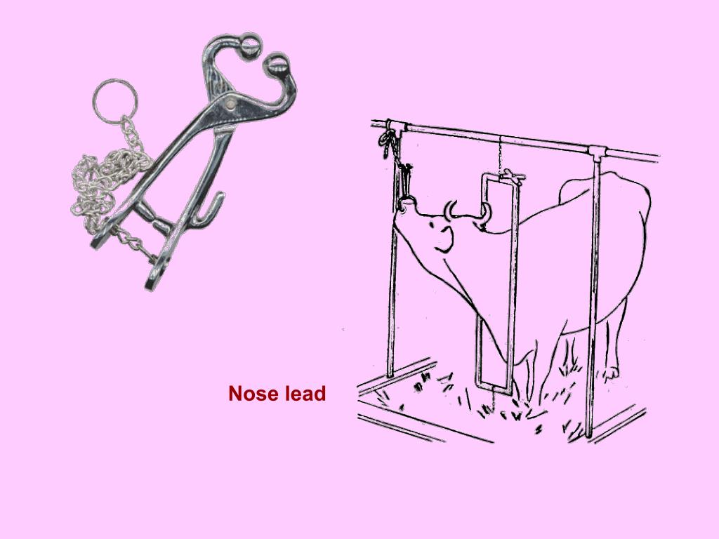 PPT - Principles in Bovine surgery PowerPoint Presentation, free ...