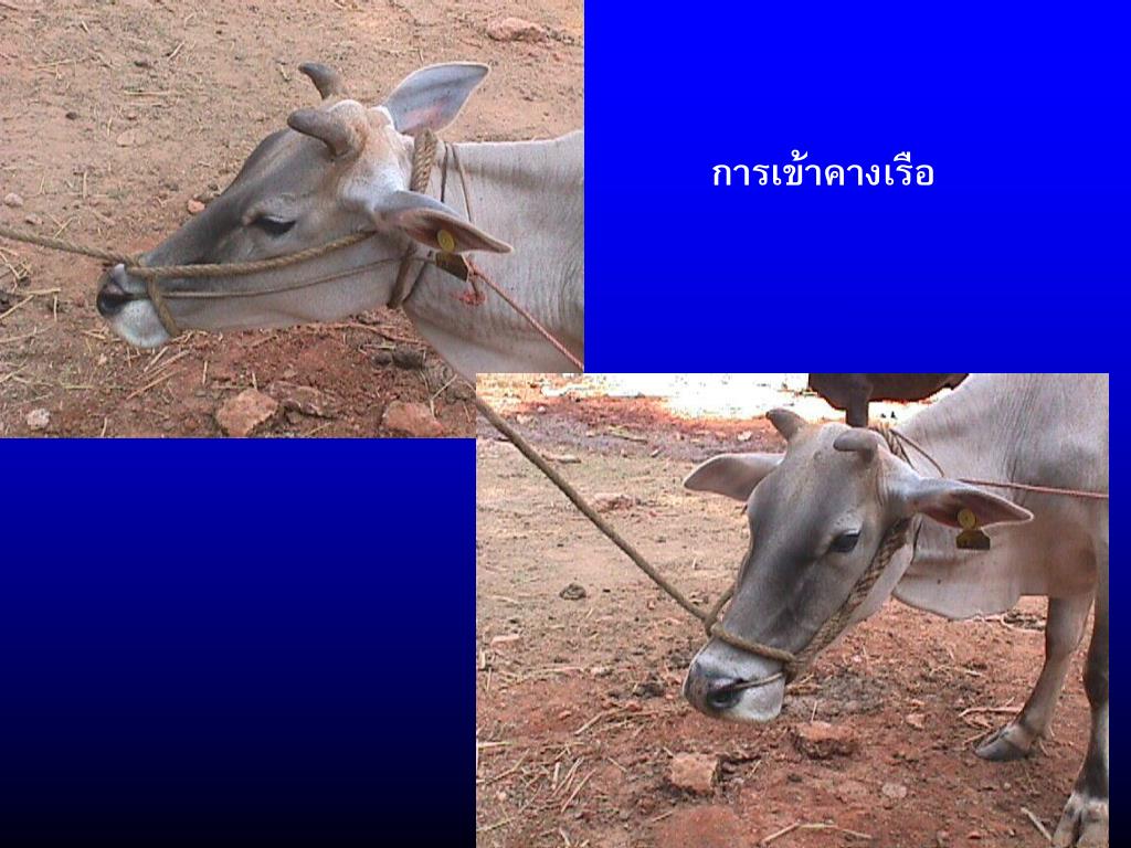 PPT - Principles in Bovine surgery PowerPoint Presentation, free ...