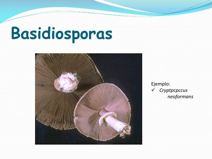 PPT - Generalidades de Hongos PowerPoint Presentation - ID:1348032