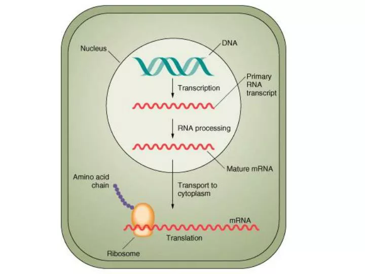 PPT - Genomics: READING genome sequences ASSEMBLY of the sequence ...
