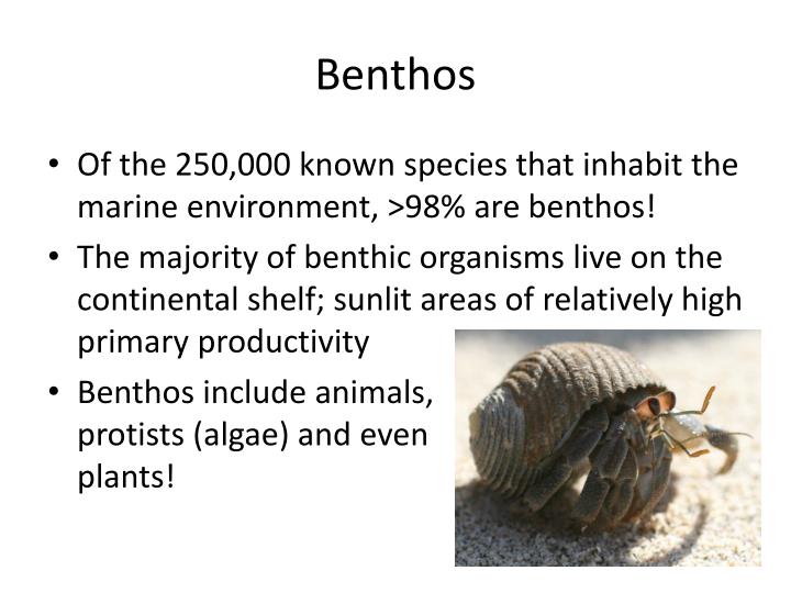 PPT - Benthos PowerPoint Presentation - ID:1353003
