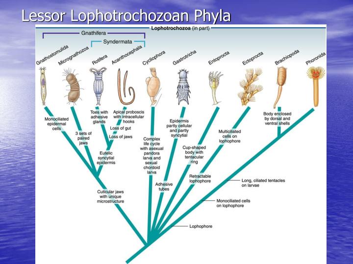 PPT - The Lesser Protostomes PowerPoint Presentation - ID:1354131