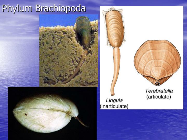 PPT - The Lesser Protostomes PowerPoint Presentation - ID:1354131