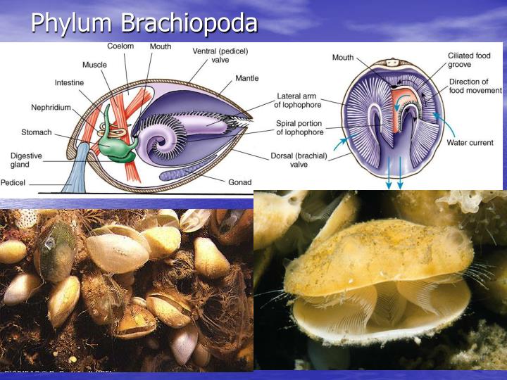 PPT - The Lesser Protostomes PowerPoint Presentation - ID:1354131