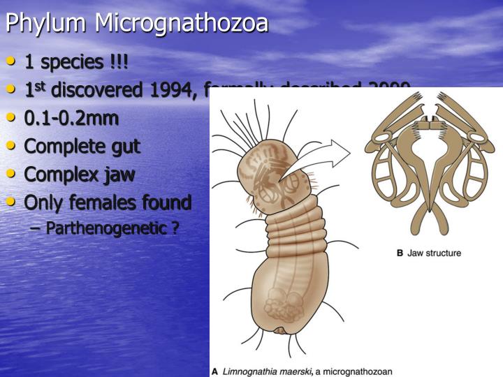 PPT - The Lesser Protostomes PowerPoint Presentation - ID:1354131