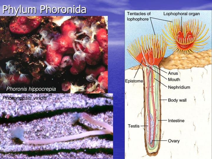 PPT - The Lesser Protostomes PowerPoint Presentation - ID:1354131
