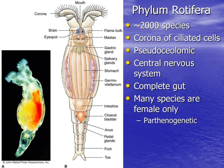 PPT - The Lesser Protostomes PowerPoint Presentation - ID:1354131