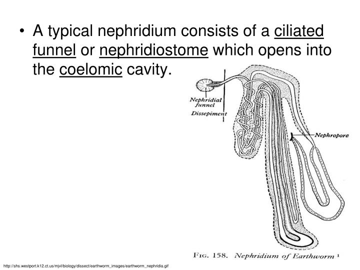 PPT - Earthworm Excretory system PowerPoint Presentation - ID:1354464