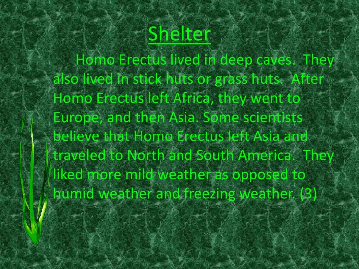 PPT - Homo Erectus PowerPoint Presentation - ID:1358764