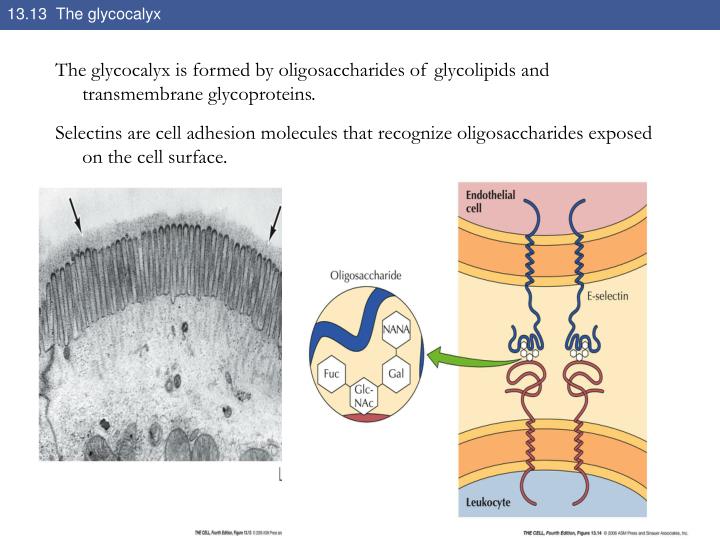 PPT - The Plasma Membrane PowerPoint Presentation - ID:1359028