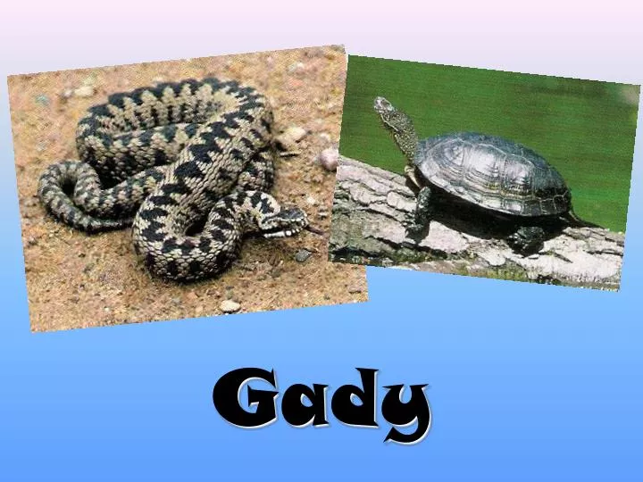PPT - Gady PowerPoint Presentation, free download - ID:1359295