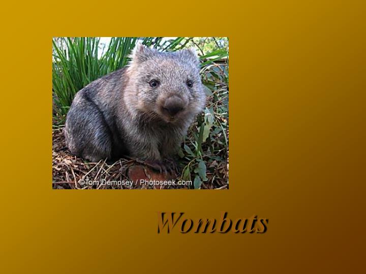 PPT - Wombats PowerPoint Presentation, free download - ID:1359681