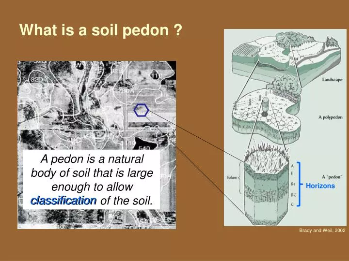 PPT - What is a soil pedon ? PowerPoint Presentation, free download ...