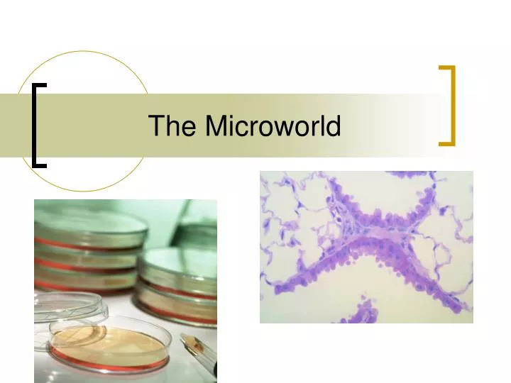 PPT - The Microworld PowerPoint Presentation, free download - ID:1359793