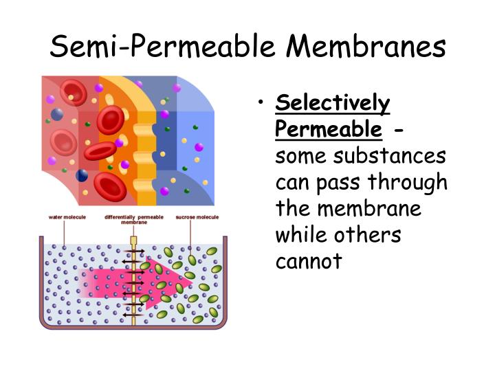 PPT - The Movement of Molecules: Diffusion, Osmosis & Active Transport ...
