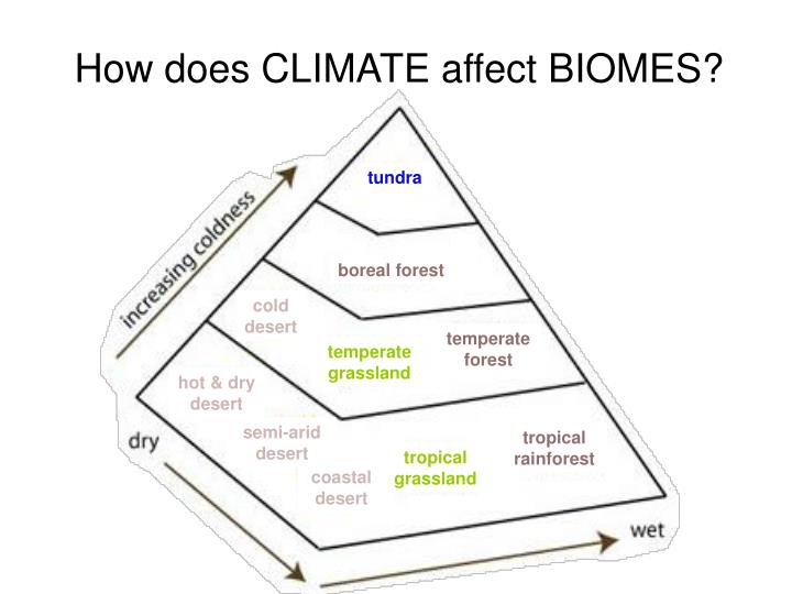PPT - BIOMES How do climate and latitude effect a biome? PowerPoint ...
