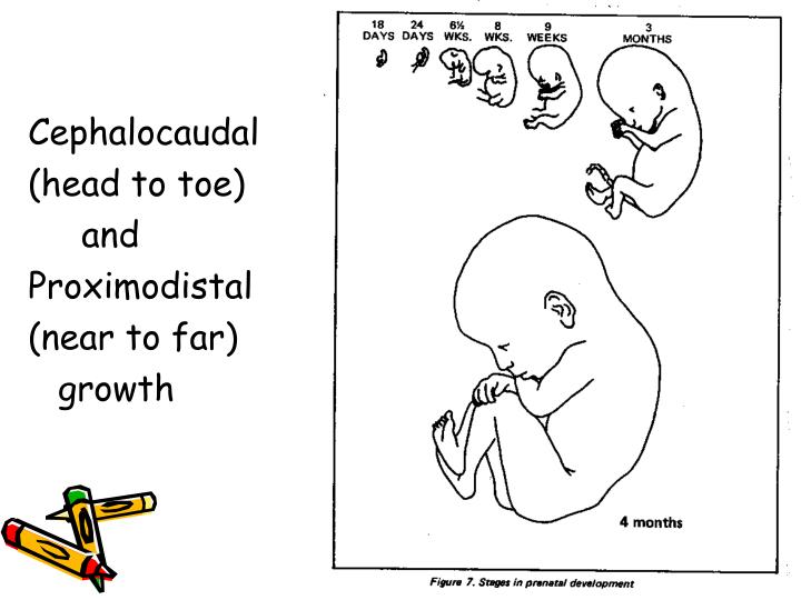 PPT - Physical Development in Early Childhood PowerPoint Presentation ...