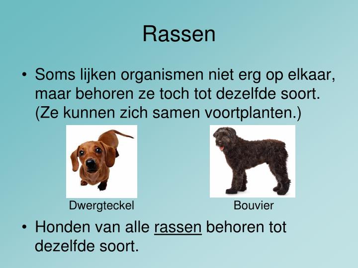 PPT - Soorten en rassen PowerPoint Presentation - ID:1362136