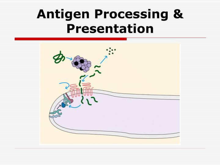 PPT - The MAJOR HISTOCOMPATIBILITY COMPLEX & ANTIGEN PRESENTATION ...