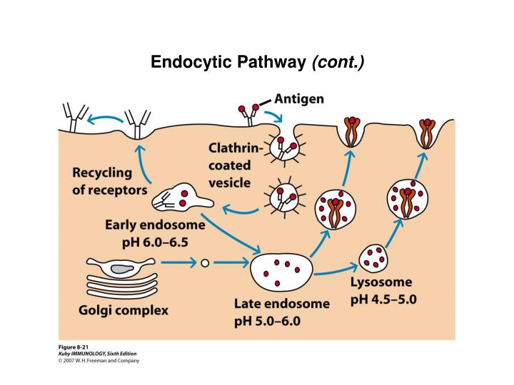 PPT - The MAJOR HISTOCOMPATIBILITY COMPLEX & ANTIGEN PRESENTATION ...