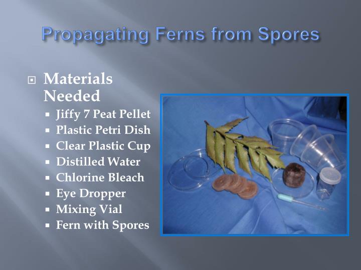 PPT - Plant Propagation Growing Ferns from Spores PowerPoint ...