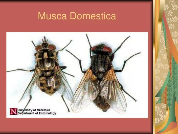 PPT - Musca Domestica PowerPoint Presentation, free download - ID:1364630