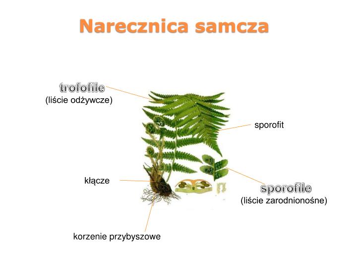 PPT - MSZAKI I PAPROTNIKI PowerPoint Presentation - ID:1365422