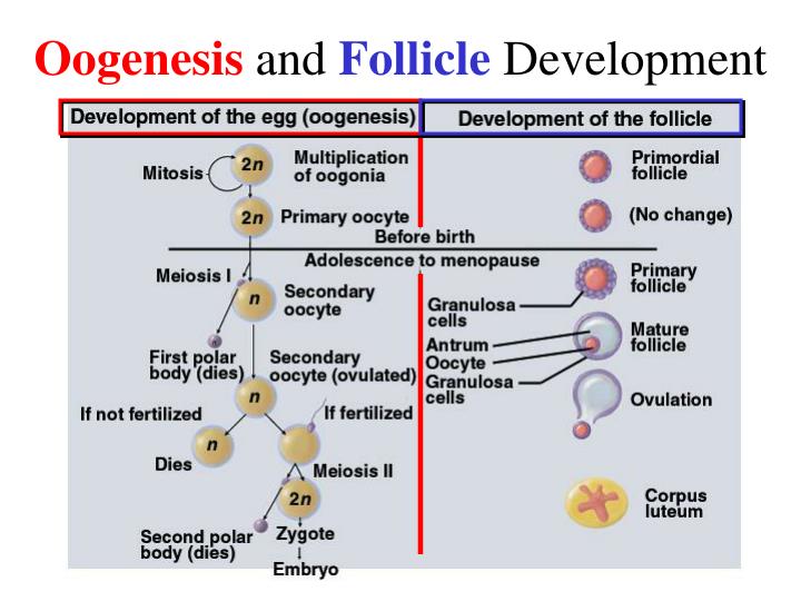 PPT - Chapter 28 The Female Reproductive System PowerPoint Presentation ...