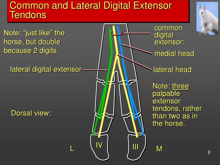 PPT - Ruminant Digit and Hind Limb PowerPoint Presentation - ID:1366302