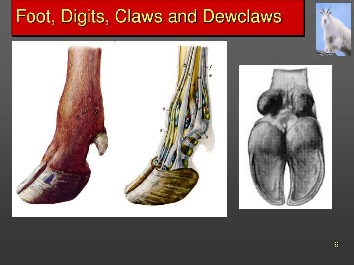 PPT - Ruminant Digit and Hind Limb PowerPoint Presentation - ID:1366302