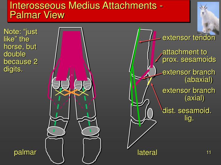 PPT - Ruminant Digit and Hind Limb PowerPoint Presentation - ID:1366302