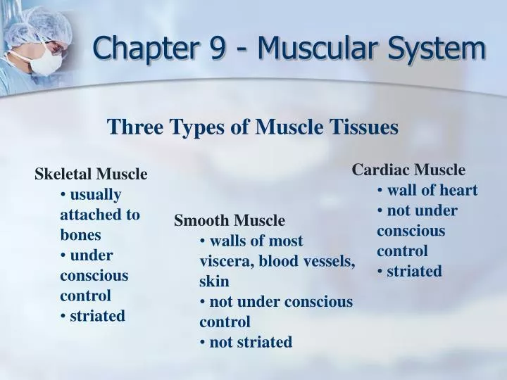 PPT - Chapter 9 - Muscular System PowerPoint Presentation, free download - ID:136665