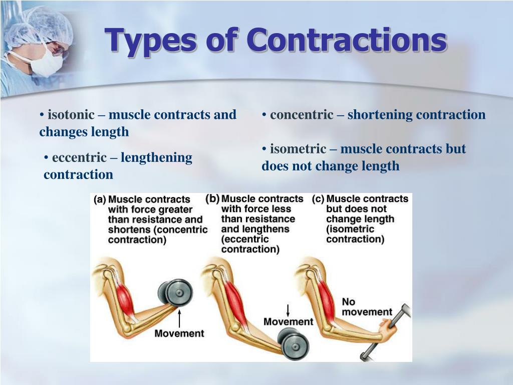 Ppt Chapter 9 Muscular System Powerpoint Presentation Free