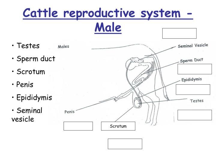 PPT - Livestock reproductive systems PowerPoint Presentation - ID:1366716