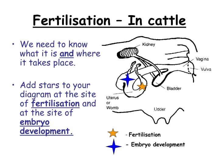PPT - Livestock reproductive systems PowerPoint Presentation - ID:1366716