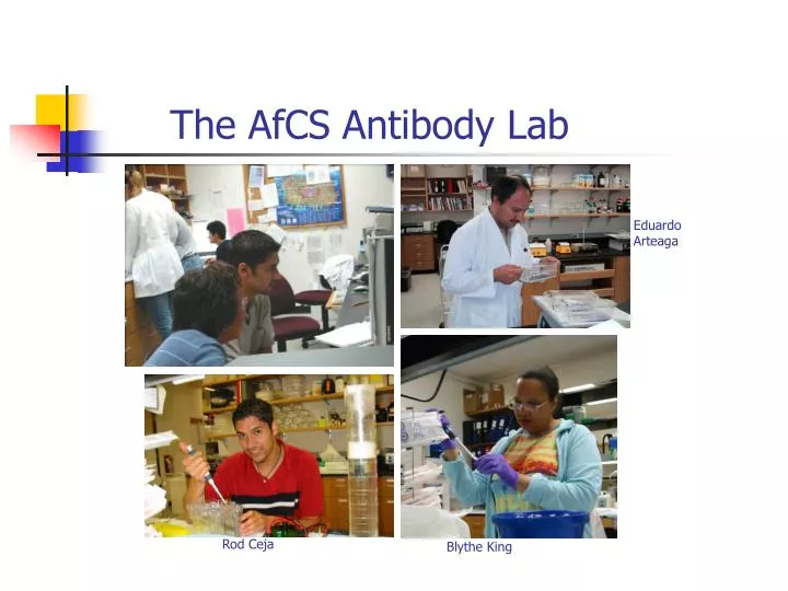 PPT - The AfCS Antibody Lab PowerPoint Presentation, free download - ID ...