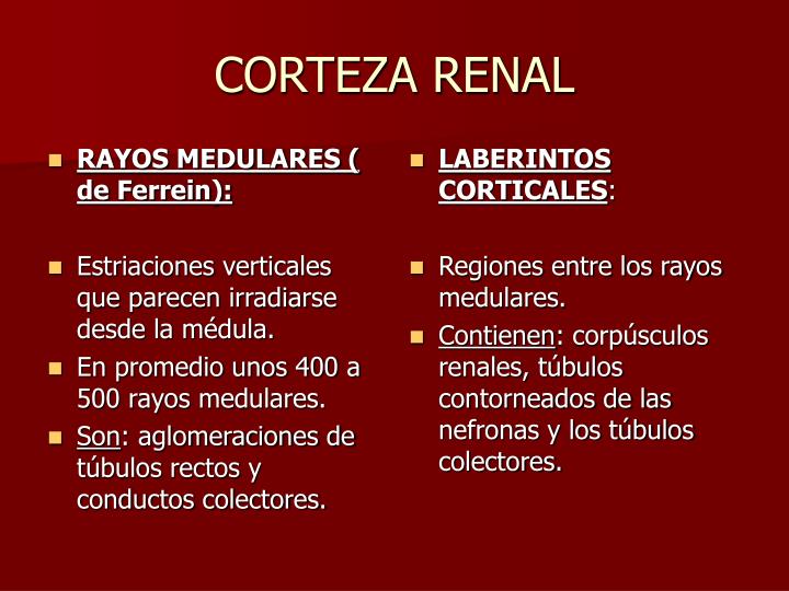 PPT - APARATO URINARIO PowerPoint Presentation - ID:1367497