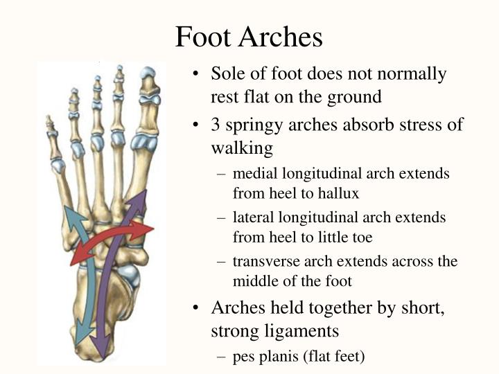 PPT - Chapter 8 The Skeletal System PowerPoint Presentation - ID:1368431