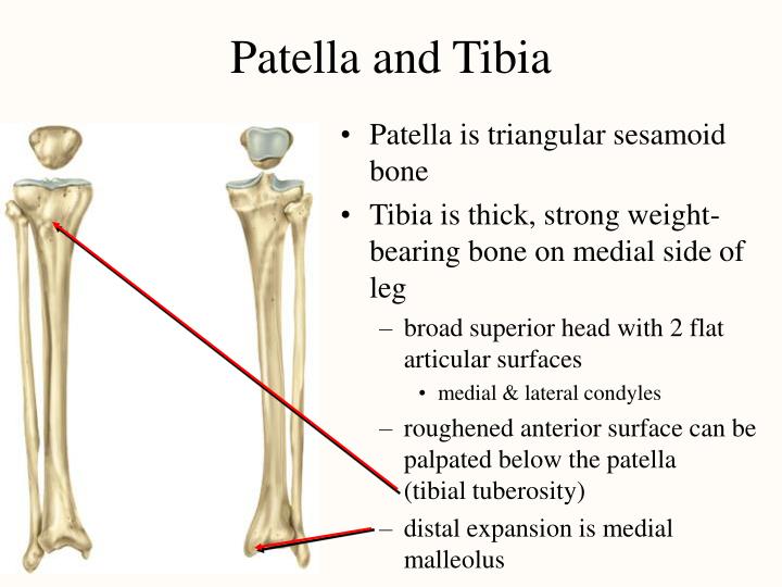 PPT - Chapter 8 The Skeletal System PowerPoint Presentation - ID:1368431