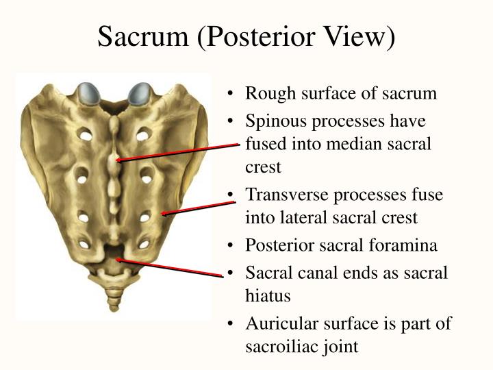 PPT - Chapter 8 The Skeletal System PowerPoint Presentation - ID:1368431