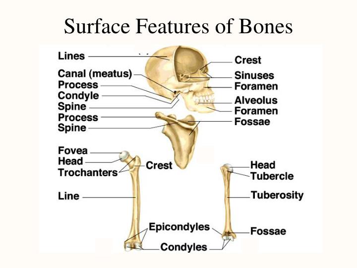 PPT - Chapter 8 The Skeletal System PowerPoint Presentation - ID:1368431