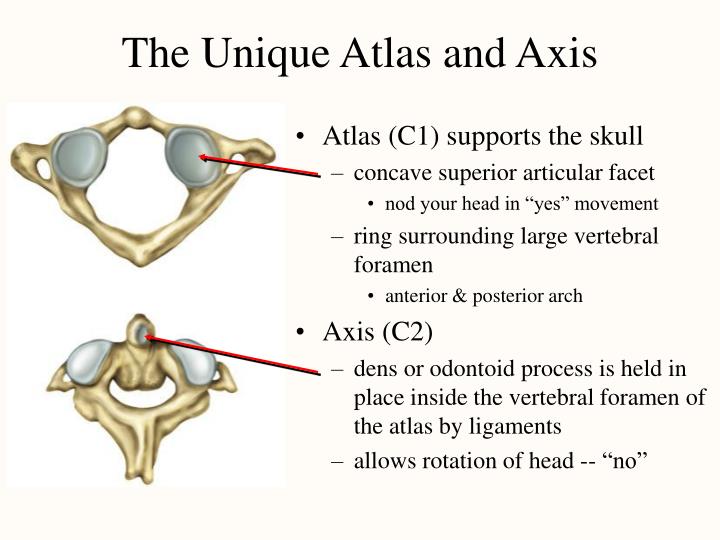 PPT - Chapter 8 The Skeletal System PowerPoint Presentation - ID:1368431