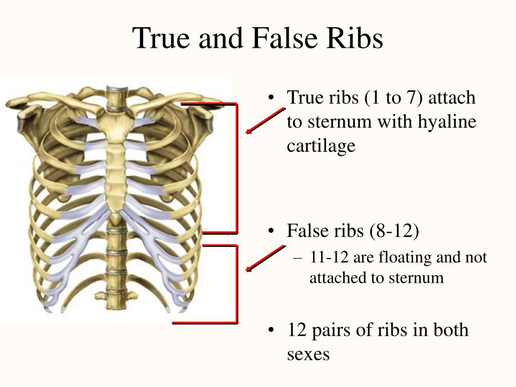PPT Chapter 8 The Skeletal System PowerPoint Presentation Free PPT Chapter 8 The Skeletal System PowerPoint Presentation Free