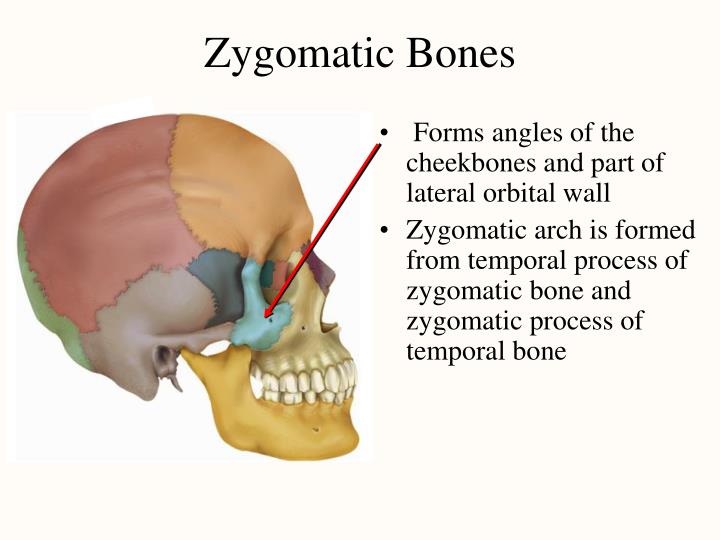 PPT - Chapter 8 The Skeletal System PowerPoint Presentation - ID:1368431