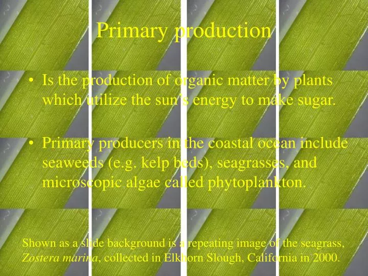PPT - Primary production PowerPoint Presentation, free download - ID ...