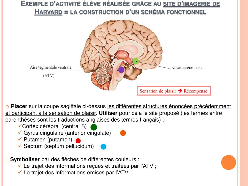PPT - Les bases biologiques du plaisir PowerPoint Presentation, free download - ID:1369160